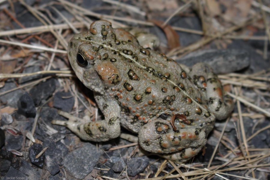 The Natural History of Bodega Head: Path of Toad-ality