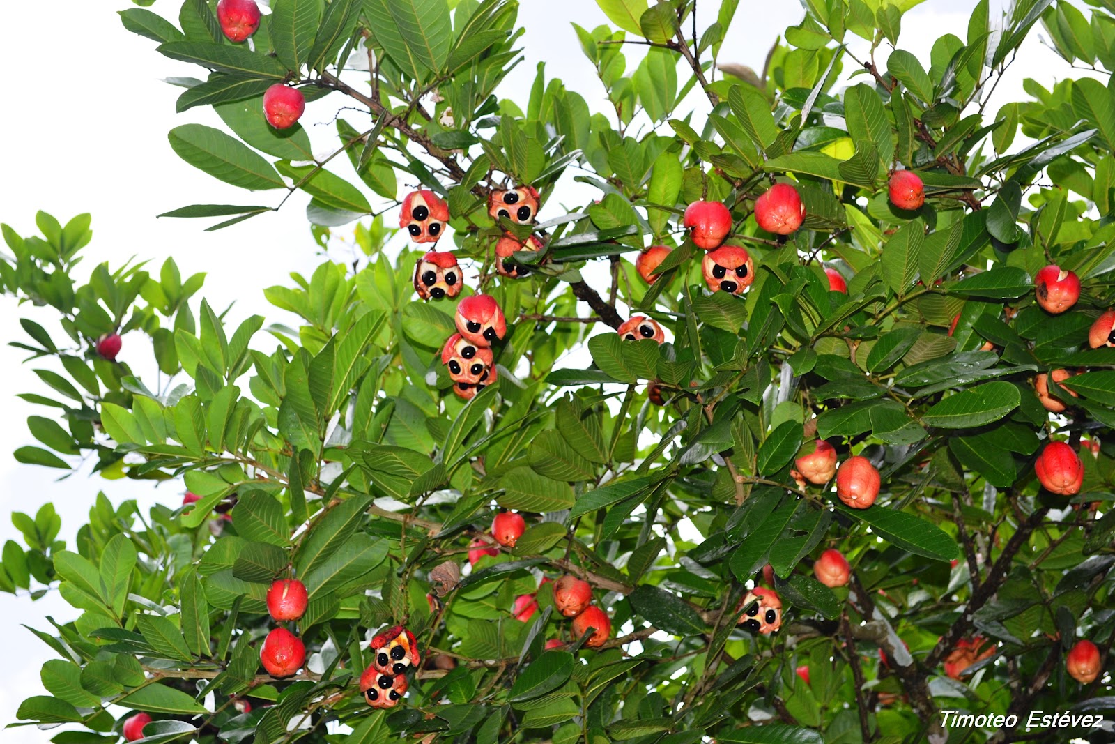 Seso Vegetal | Con mi Nokia en la mano.