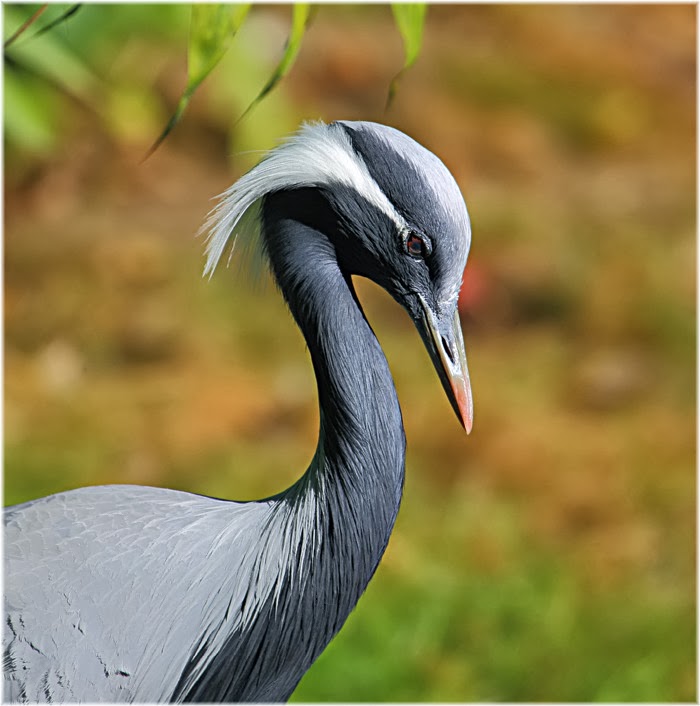 FOTO NATURA HUESCA 2: GRÚIDO Gruidae Nicholas Aylward Vigors, 1825 ...