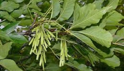 Fresno rojo americano o Fresno verde [Fraxinus pennsylvanica] - Hora 25 ...