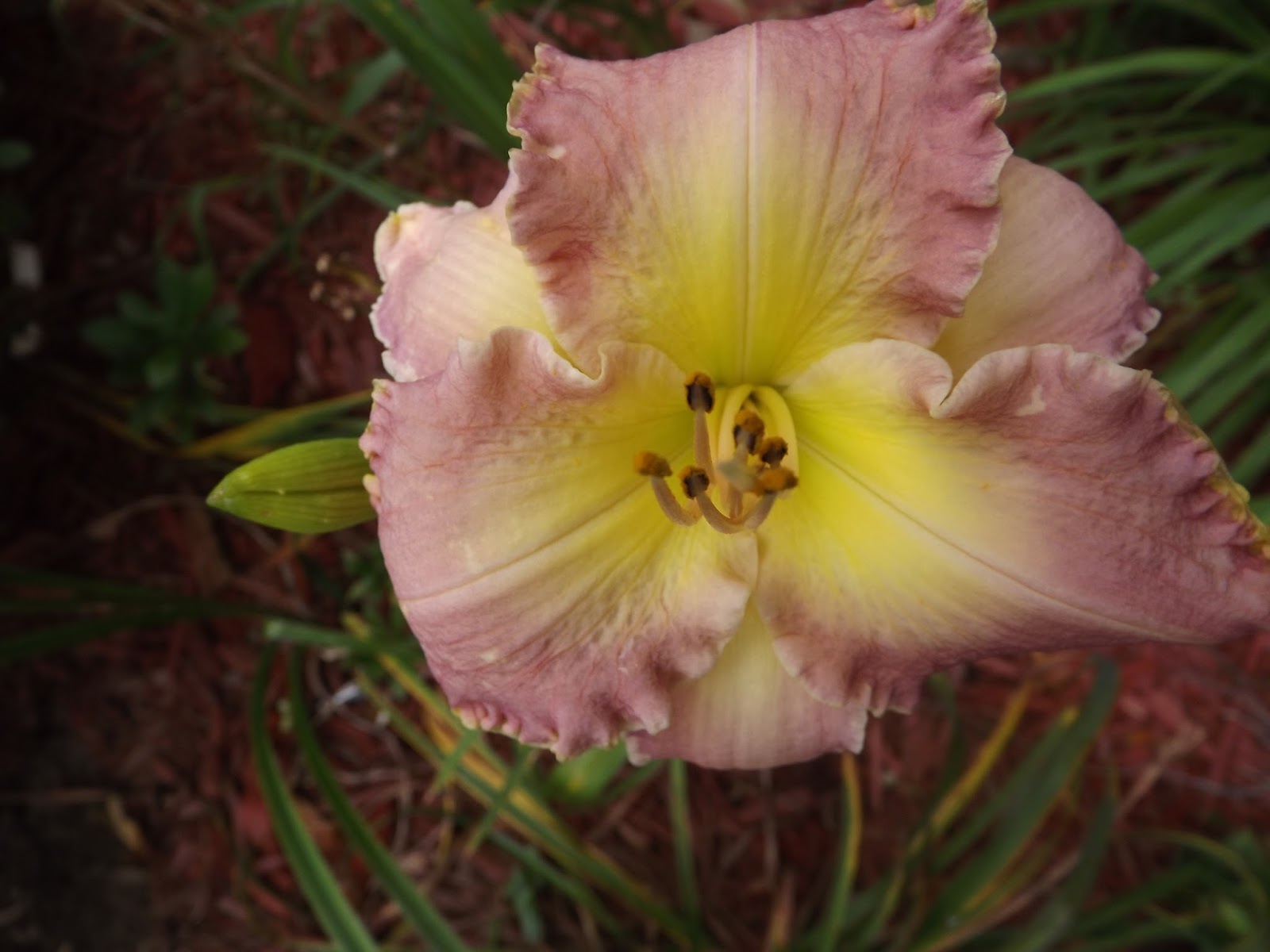 Michigan Gardener: 2013