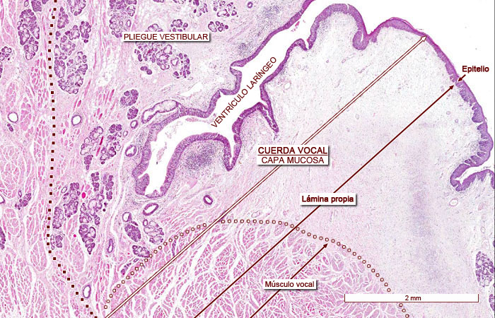 HISTOLOGÍA DEL PLIEGUE VOCAL | TERCERA PARTE