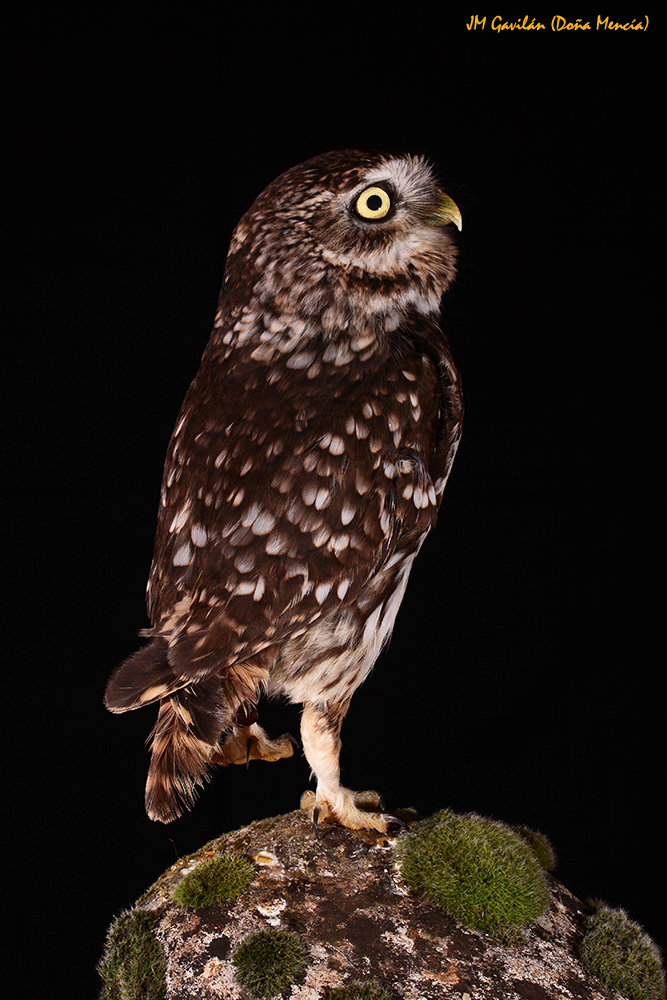 Fotografía de Naturaleza - JM Gavilán: Mochuelo europeo o mochuelo ...