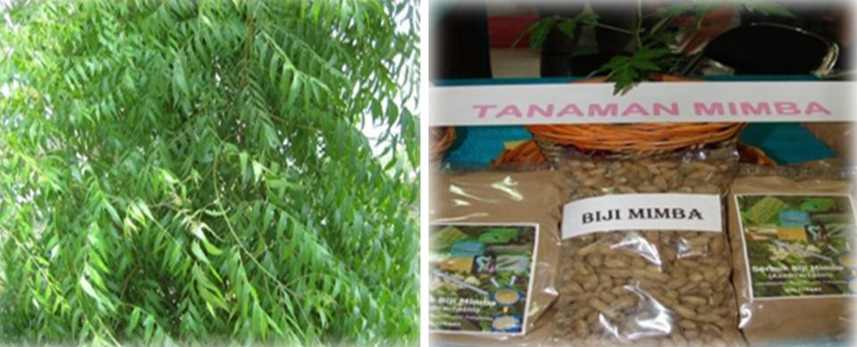 Agensia Hayati untuk Pengendalian Hama Kedelai - Tepung MOCAF