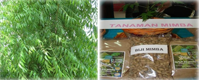 Agensia Hayati untuk Pengendalian Hama Kedelai - Tepung MOCAF