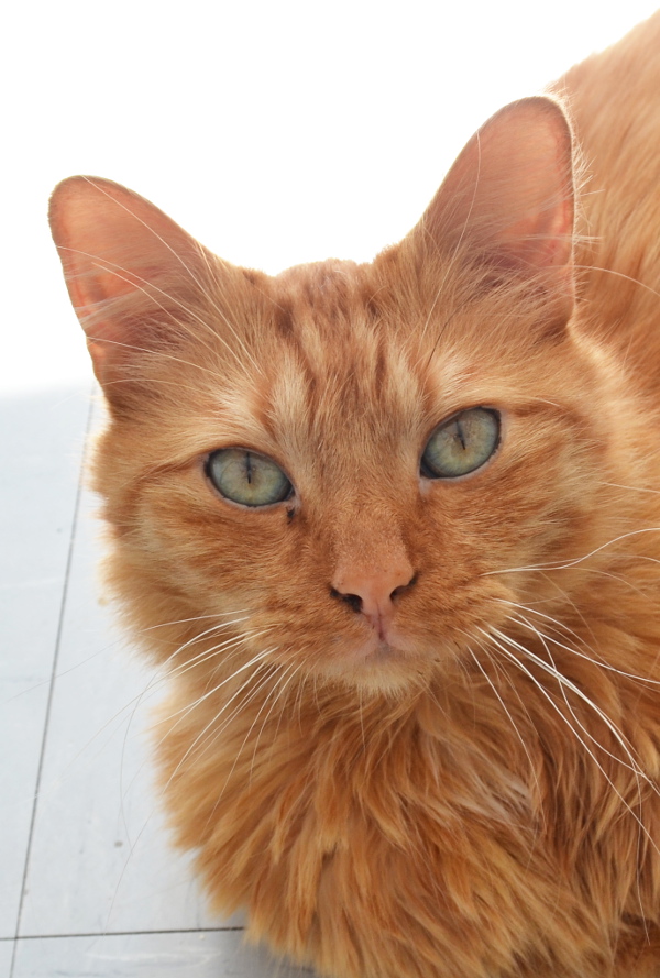 Art et glam: La beauté du chat roux