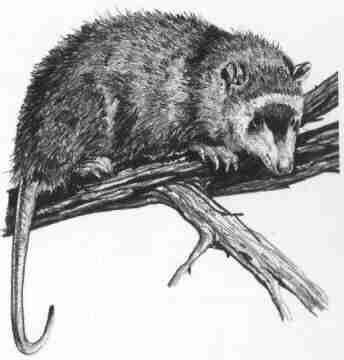 Escenarios prehistóricos: Cimolestes