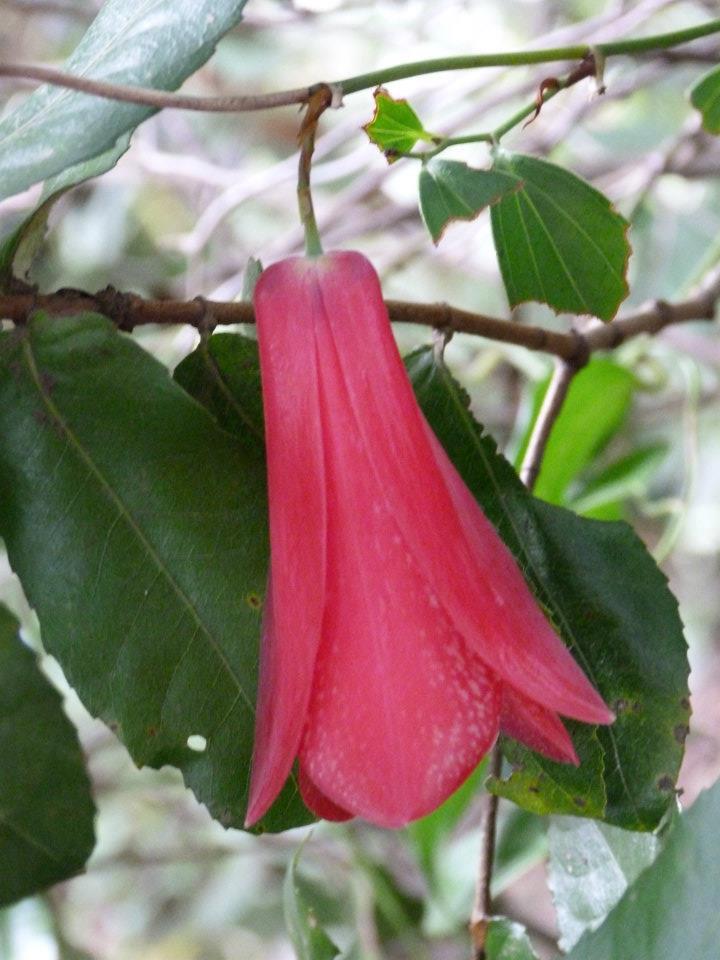 BIOFLAGRANTES*: FLOR COPIHUE