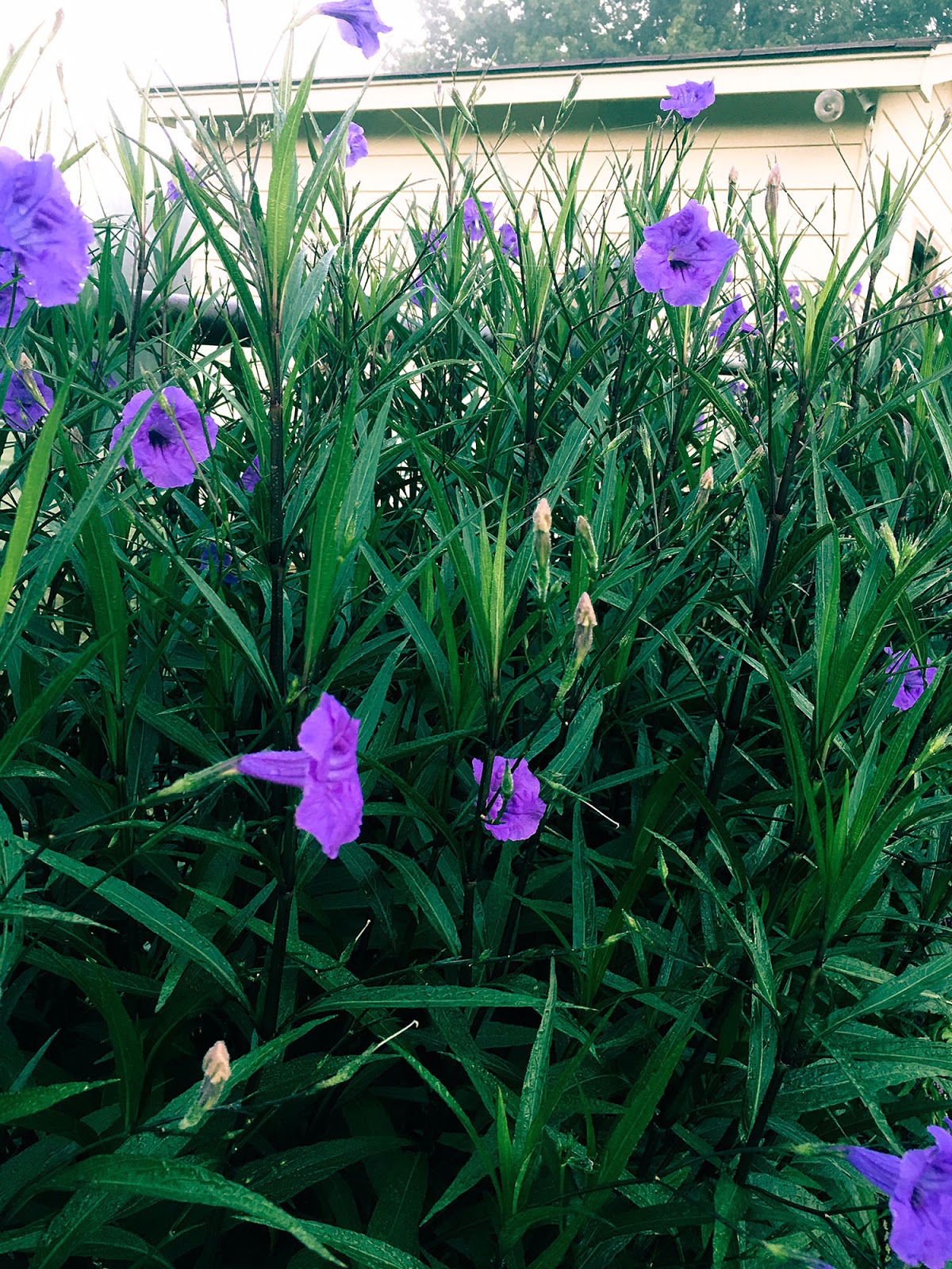 Nonni In Barr: Animals, plants to be affected by solar eclipse