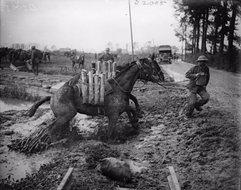 10 Ways Animals Have Helped the War Effort from World War I & II ...