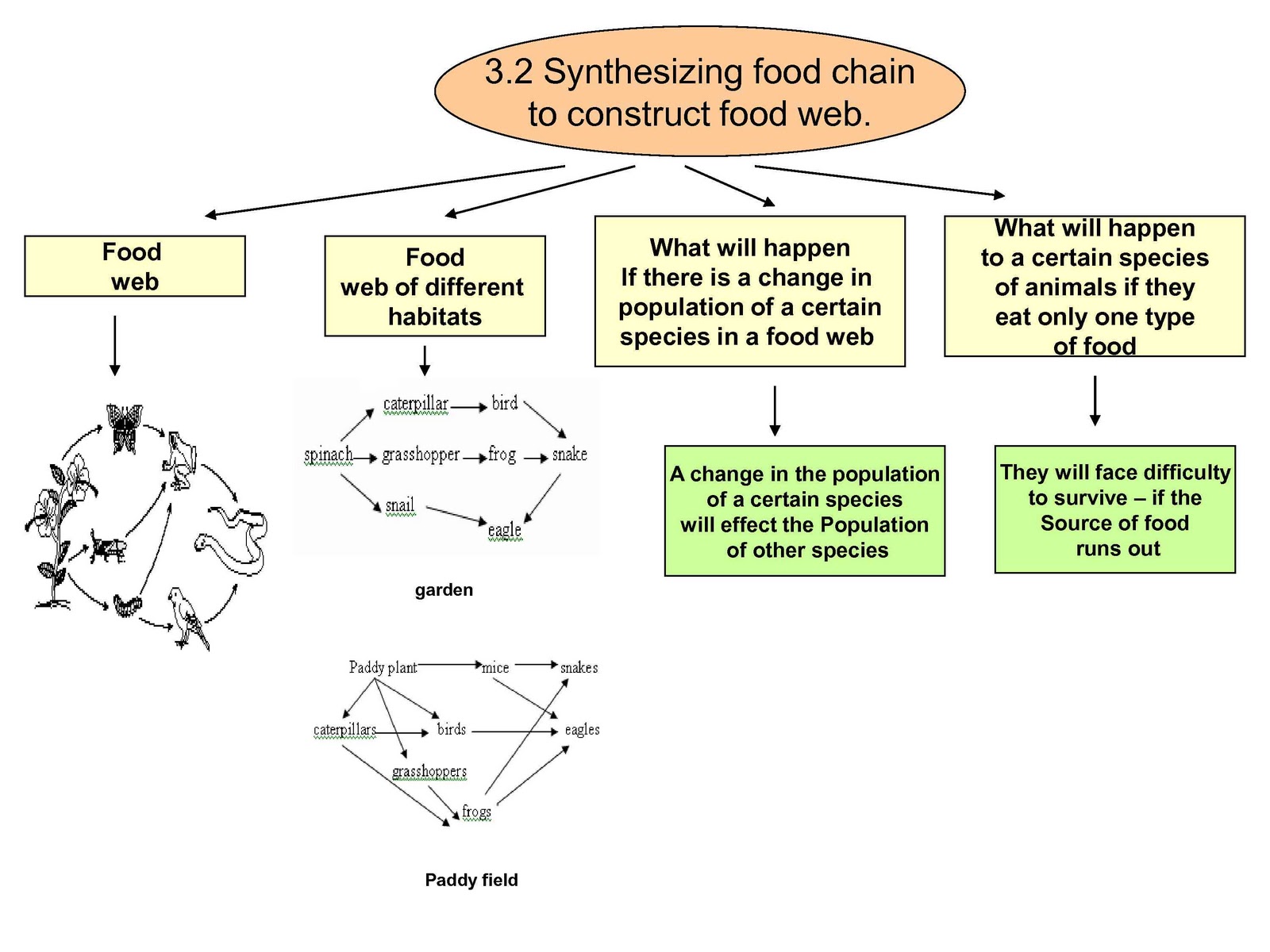 SCIENCE YEAR 5: Food chain