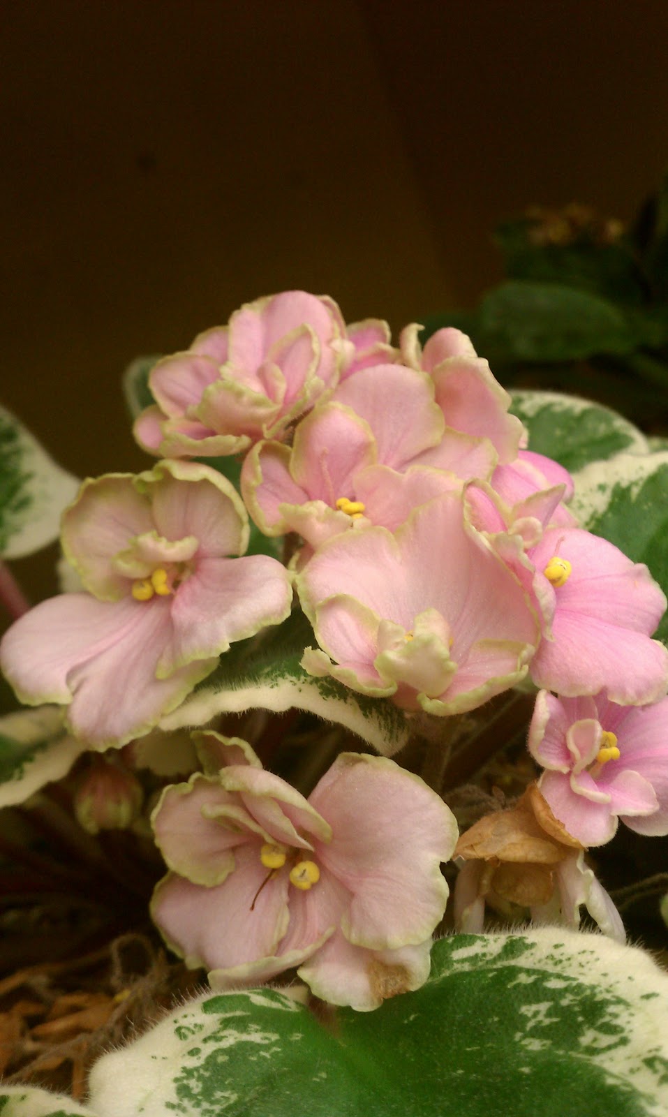 Fuzzy Foliage: Another Visit To The Violet Lab!