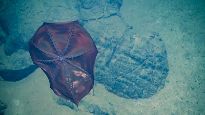 Real Monstrosities: Cloak of the Vampire Squid