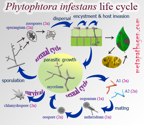 TAMU_PLPA631_FungalBlog_LornaNissen: Lab 4