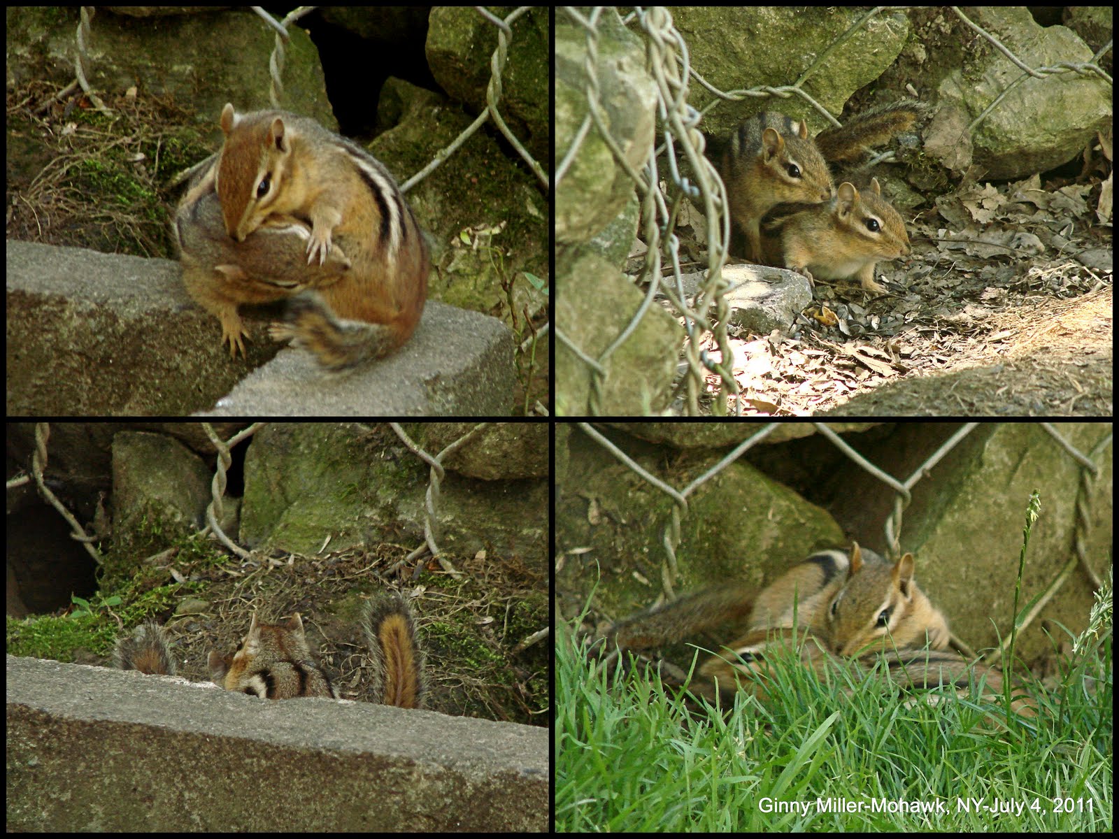 Photography By Ginny: July 3rd, 4th, 5th, 2011-Chipmunks Mating-Fox ...
