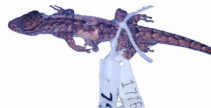 The Herpetology of Trinidad and Tobago: Brazilian Bent-toed Gecko ...
