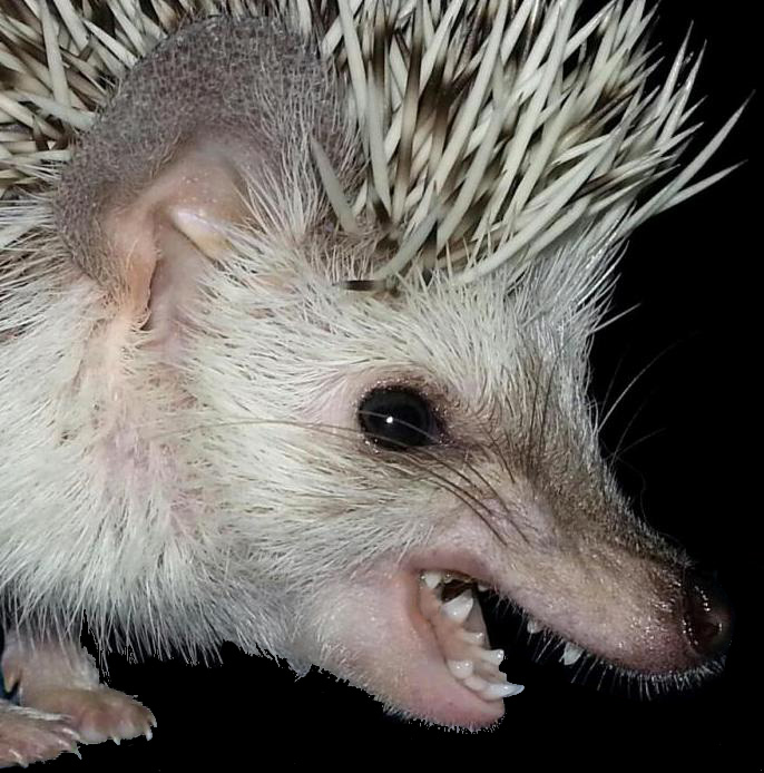 świat jeży: ciekawostka 6