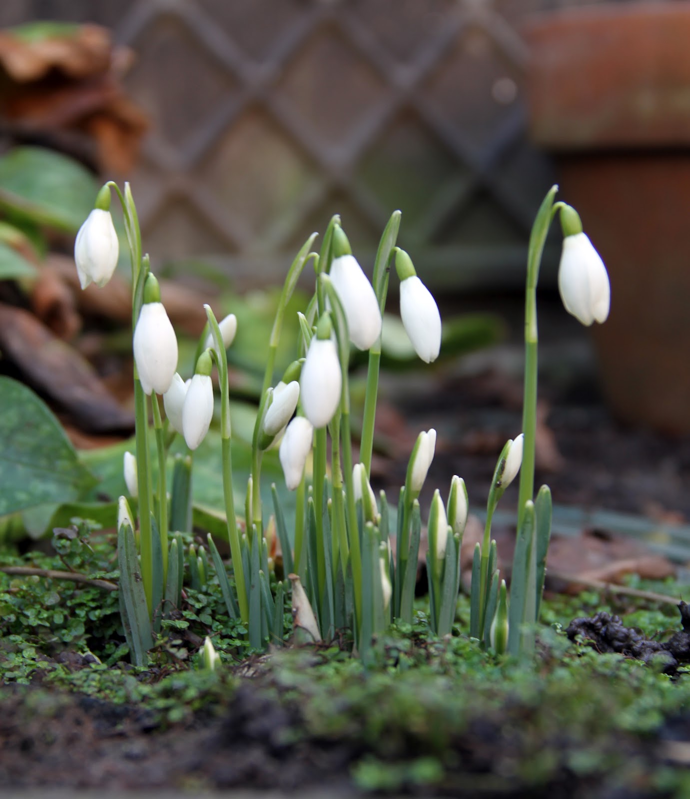 Photographer's Garden: The forecast is for snow(drops)