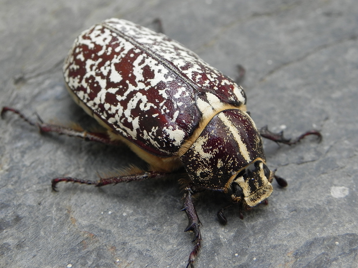 CURIOSIDADES CIENTÍFICAS : Quitina