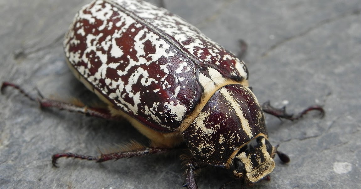 CURIOSIDADES CIENTÍFICAS : Quitina