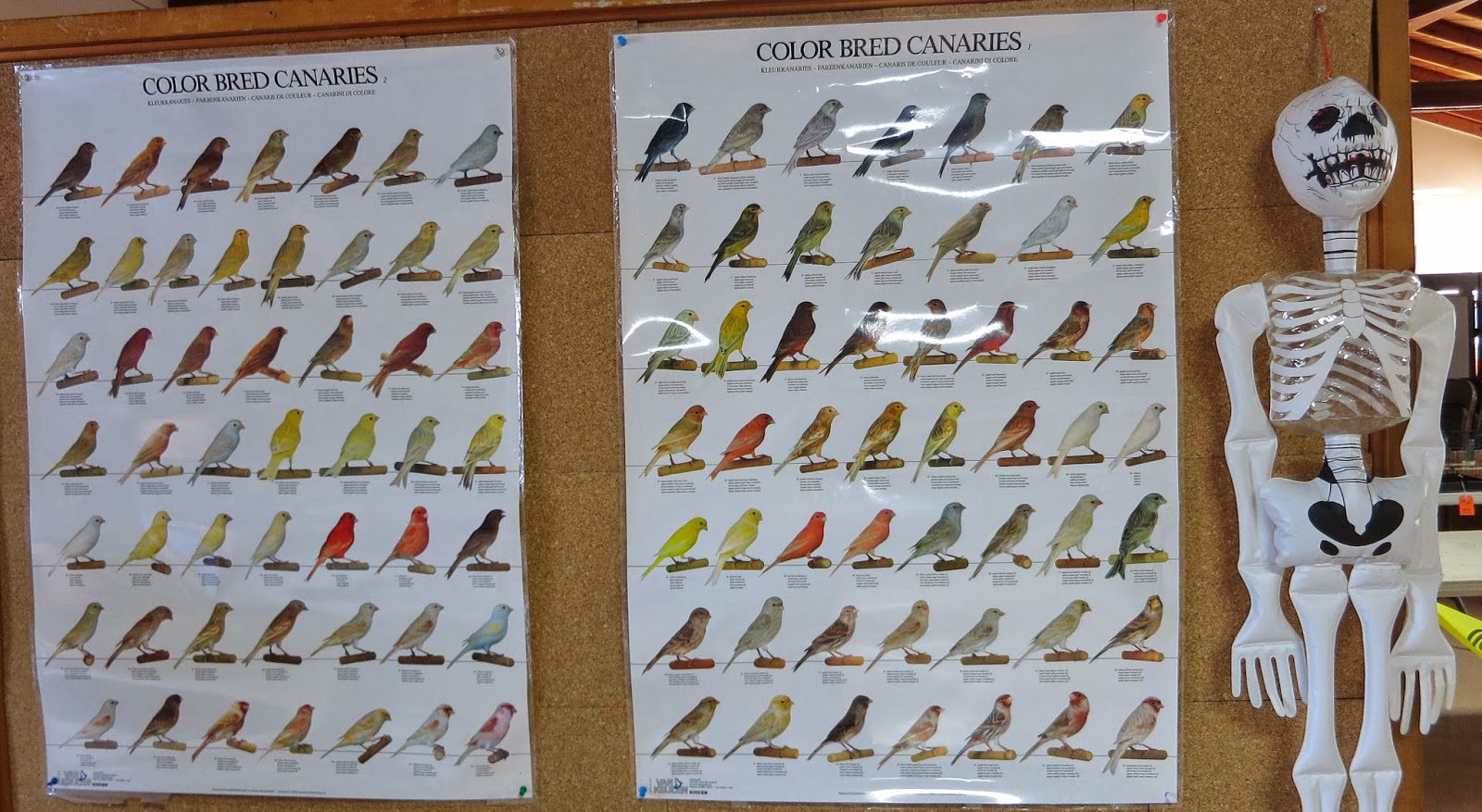 Canary Tales: Colorbred Winners San Diego Show