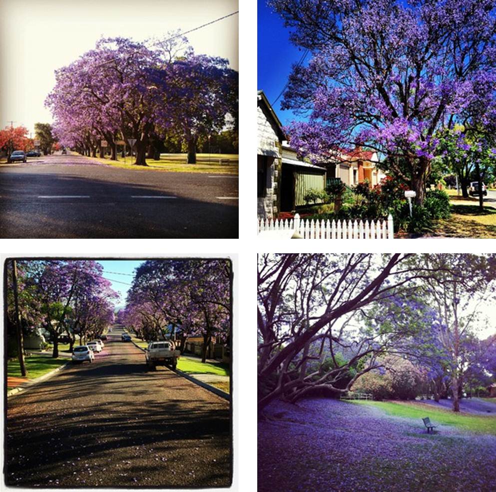 Zahara Dessert: #90: Live in a house with a Jacaranda tree
