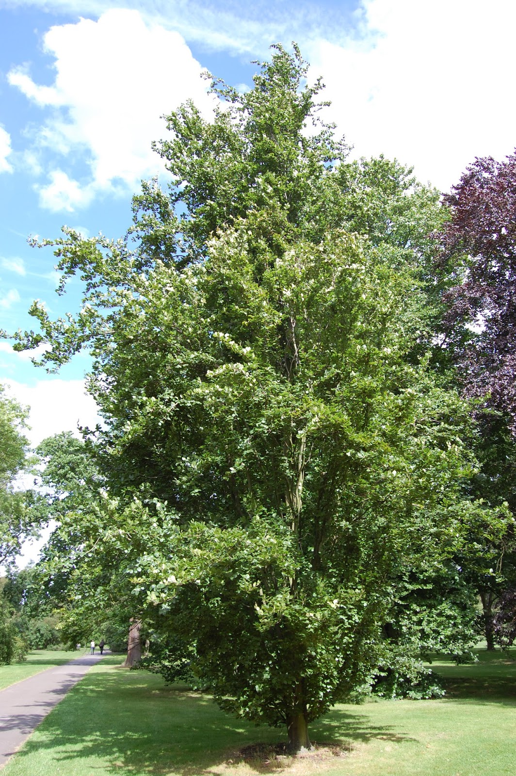 Trees Planet: Fagus sylvatica – European Beech