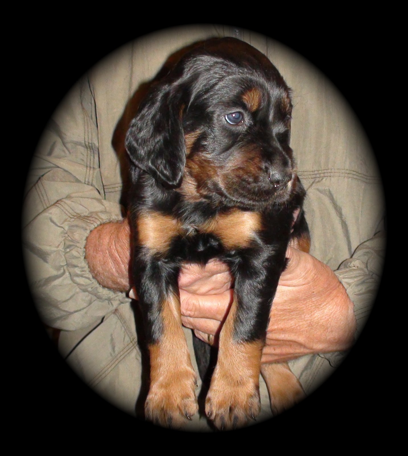 Gordon Setter Crossing: Selective Breeding Problems