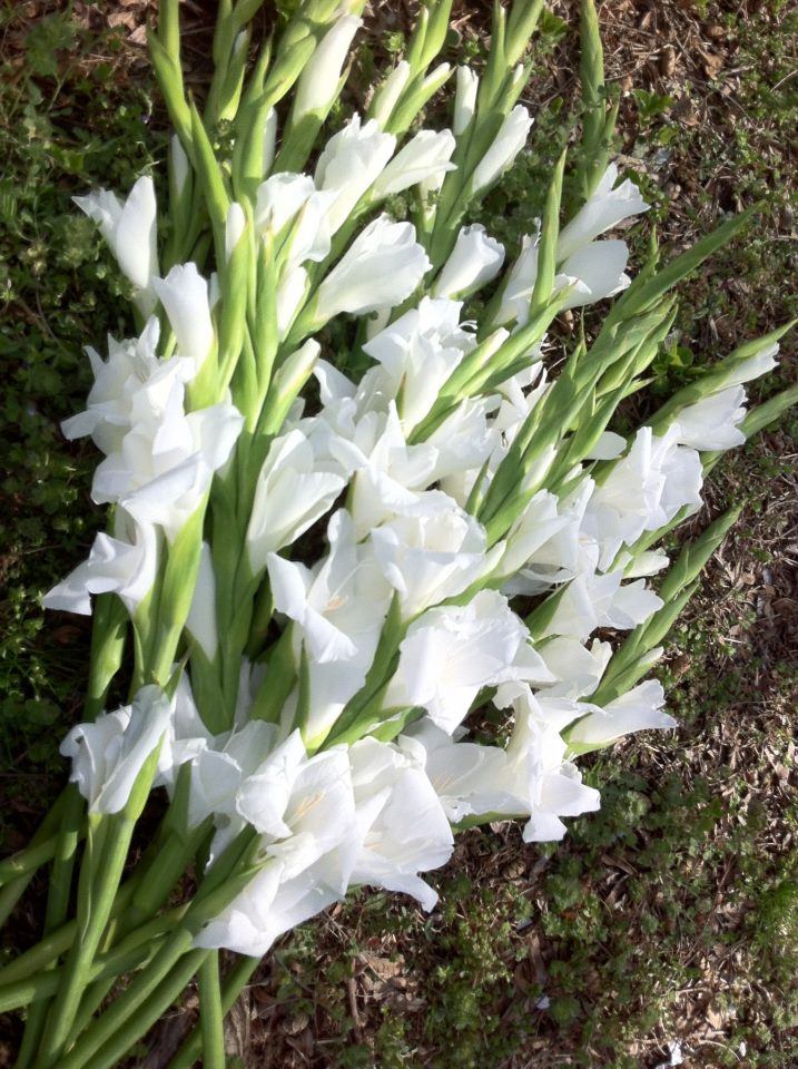 The Enchanted Petal: Orchid