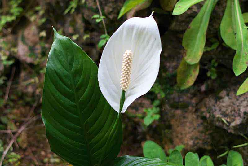 Ryukyu Life: Flower Photos and Facts: Peace Lily