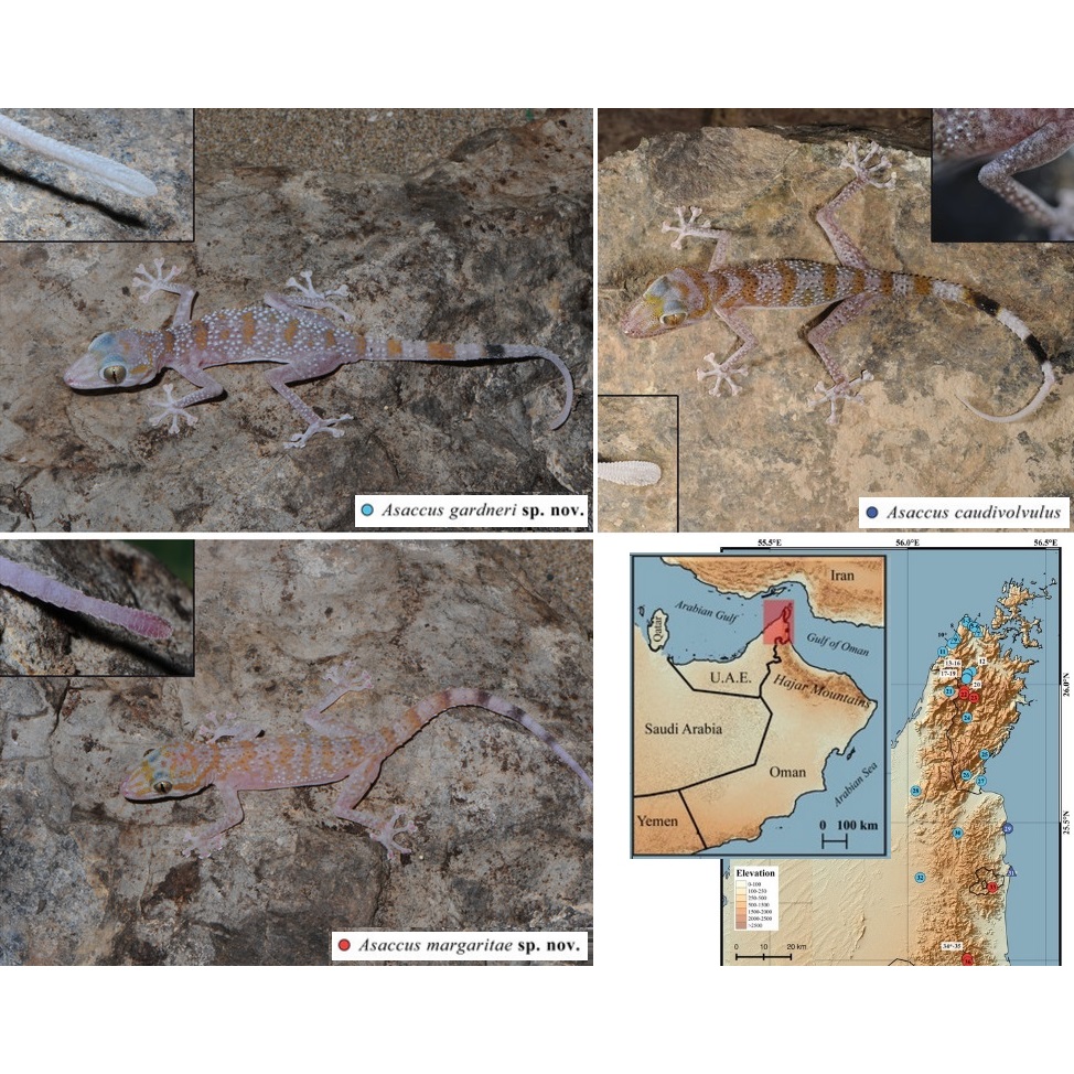 Species New to Science: [Herpetology • 2016] Microendemicity in the ...