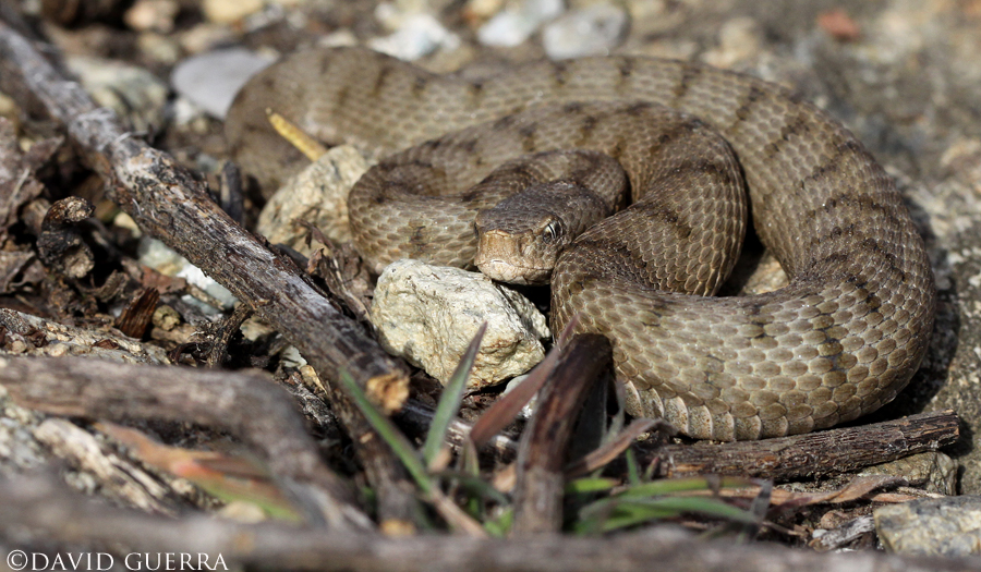 genusvipera: Vipera aspis