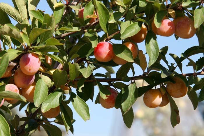 Le Douaire. Île de Vivre.: Tout savoir sur le mirabellier, la prune ...