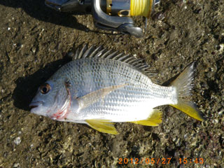 SECRET BARRAMUNDI by Hiro Nakamura: Sunday afternoon 36cm Bream and ...