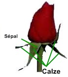Parts d'una flor: Parts principals