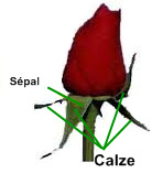 Parts d'una flor: Parts principals