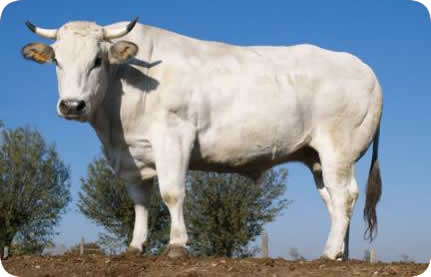 Sotto il segno di Orfeo: Il bue