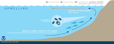 Perbedaan Upwelling dan Downwelling - TKJ