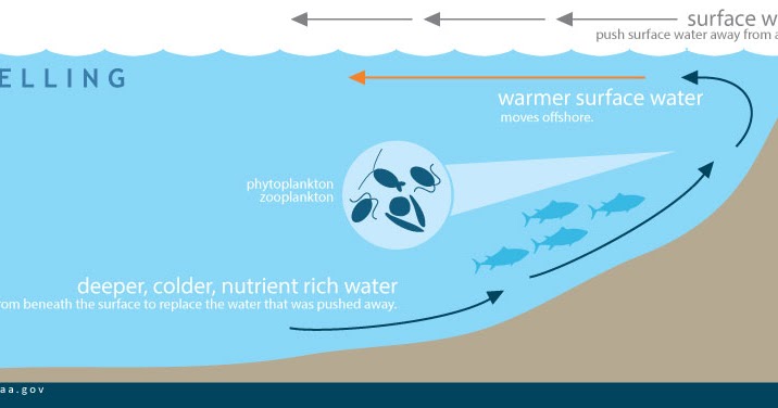 Perbedaan Upwelling dan Downwelling | Gurugeografi.id
