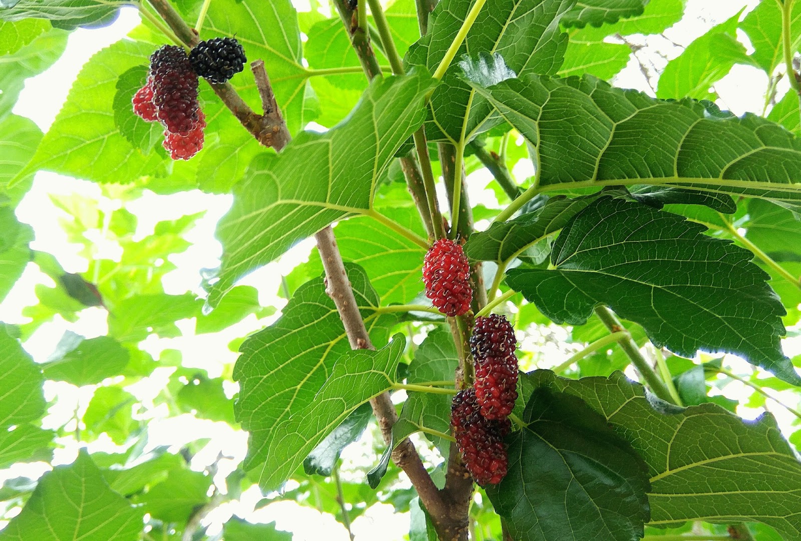 Mulberry dan Khasiatnya