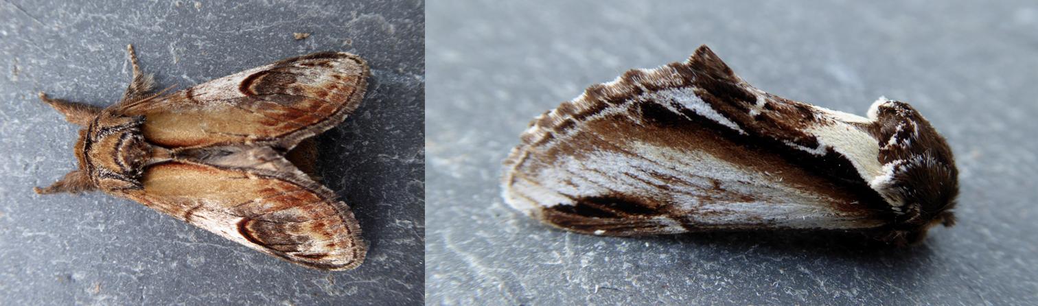 Julia Garner : Summer moths in North Cumbria