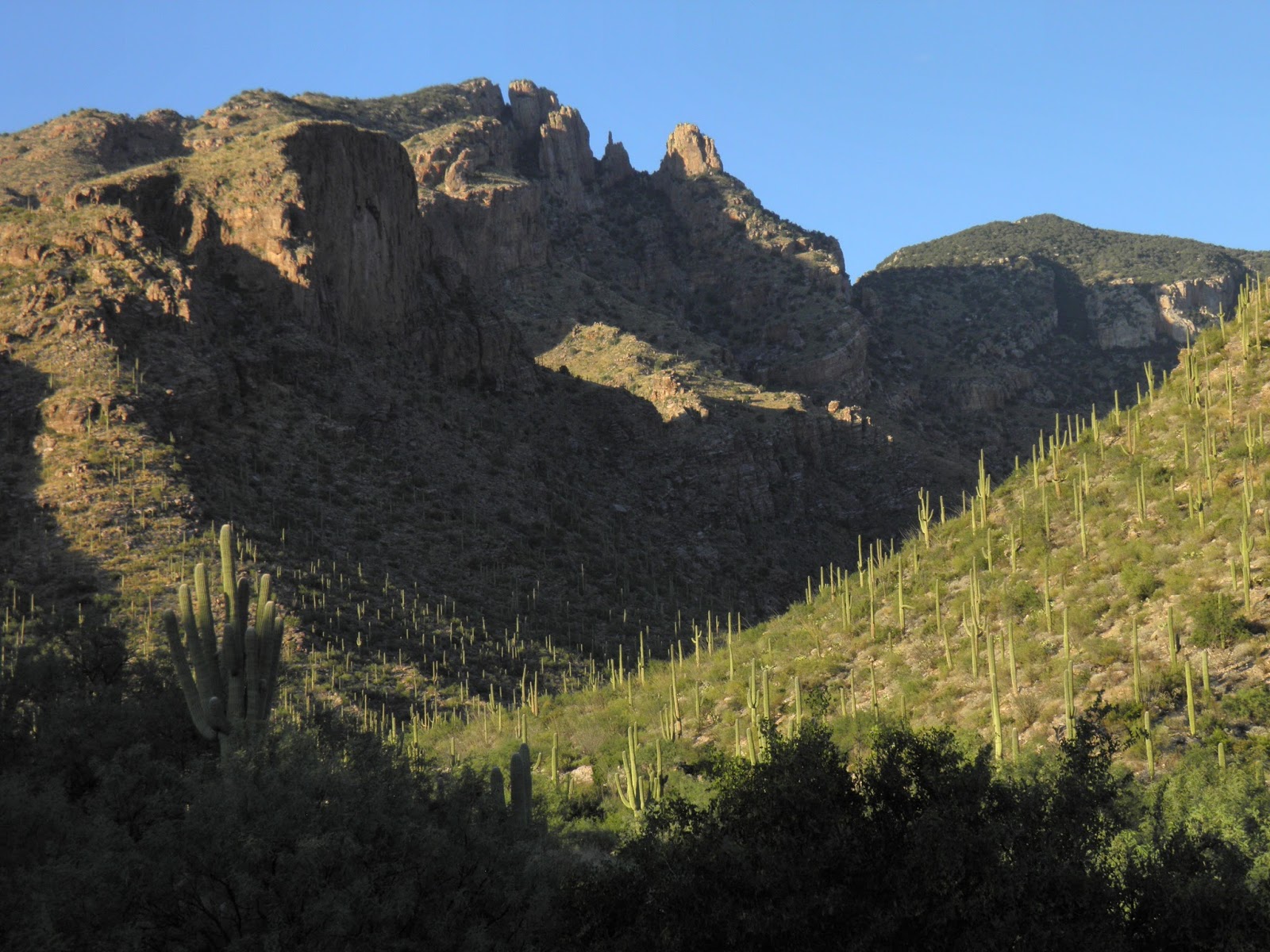 Arizona: Beetles, Bugs, Birds and more: Finger Rock Trail - the south ...
