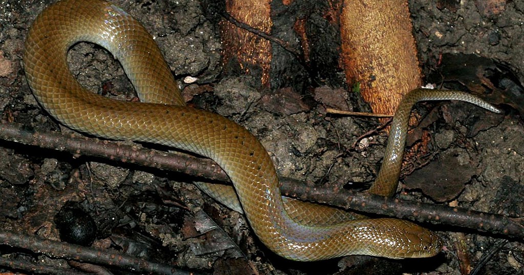 Ular Asli Indonesia: Ular Air Kelabu (Enhydris plumbea)