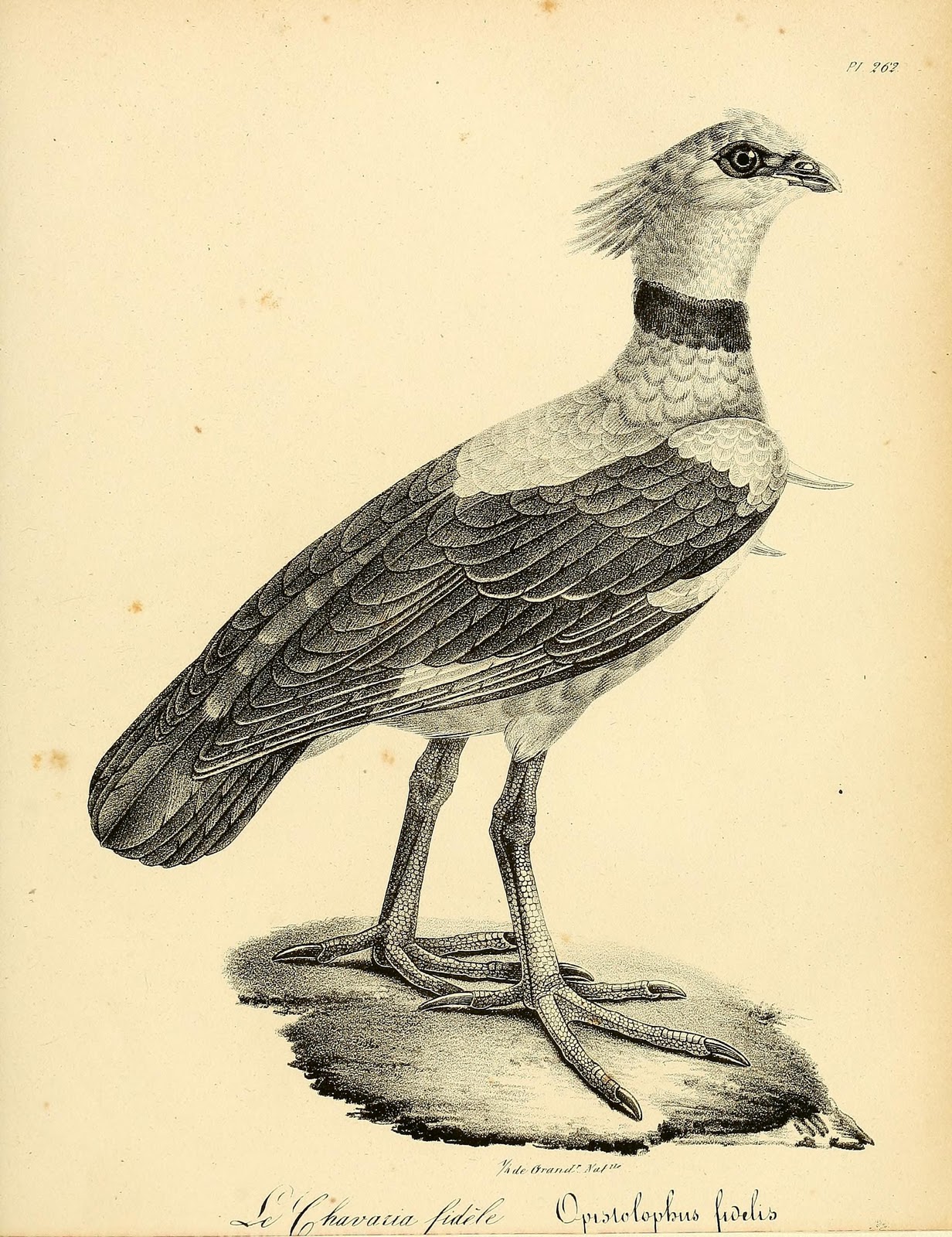 HISTORIAS ZOOLOGICAS: EL ESPUMOSO CHAJÁ – Chauna torquata