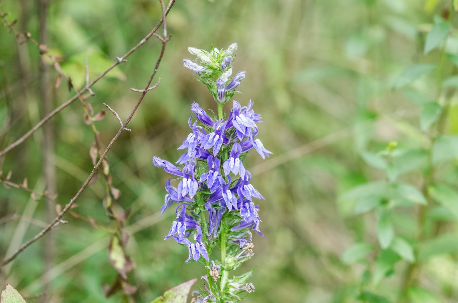 Picturing the Ordinary: Hop Frog Pond