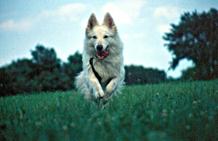 PSI: ŠVICARSKI BIJELI OVČAR