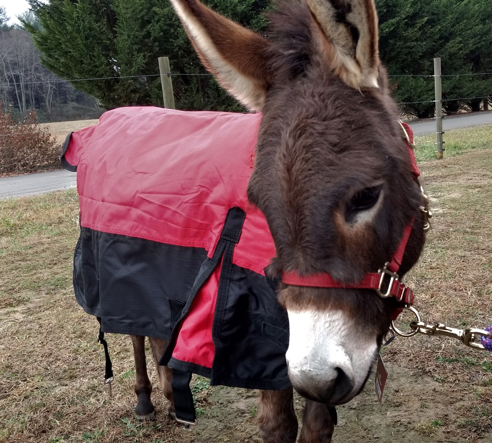 Our Tiny Farm NC in Western NC: Pictures of Our Mini-Donkeys