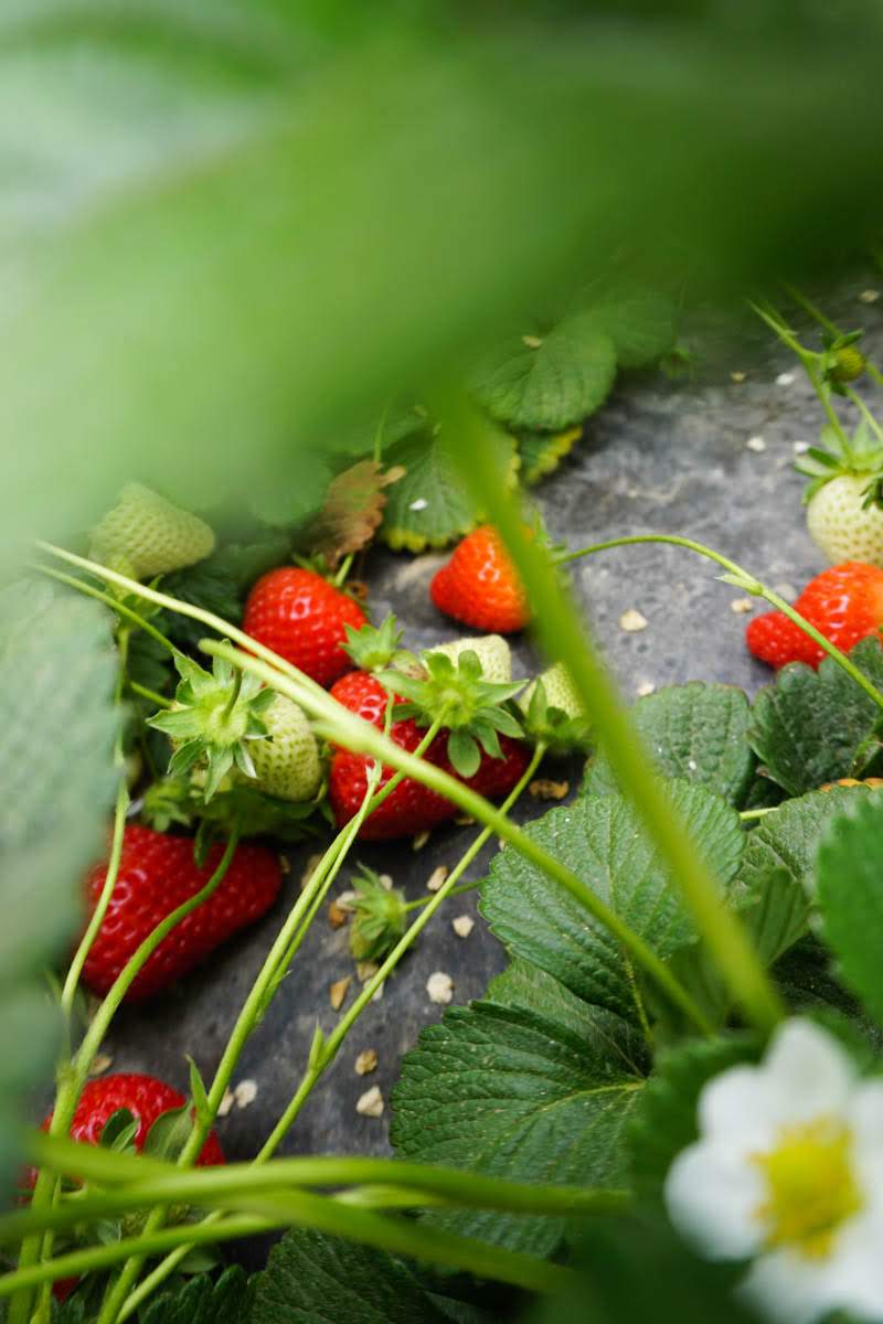 Fragola on the road: tour tra Metaponto, Scanzano e Pisticci alla ...