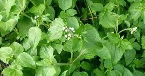 HEALTH BENEFIT OF KING GRASS; GOAT WEED