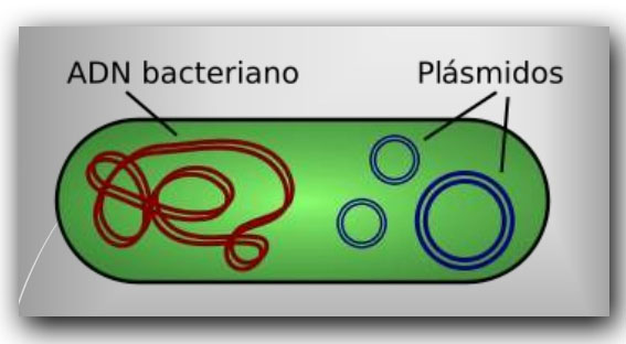 Los microorganismos: Estructura bacteriana